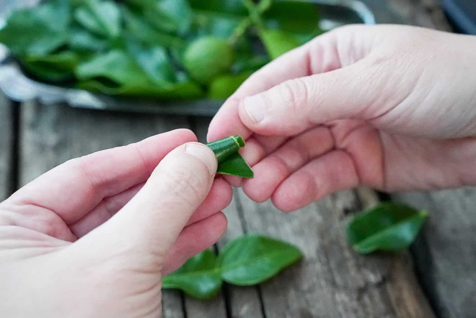 Makrut Lime Leaves (Kaffir Lime Leaves) - Rachel Cooks Thai