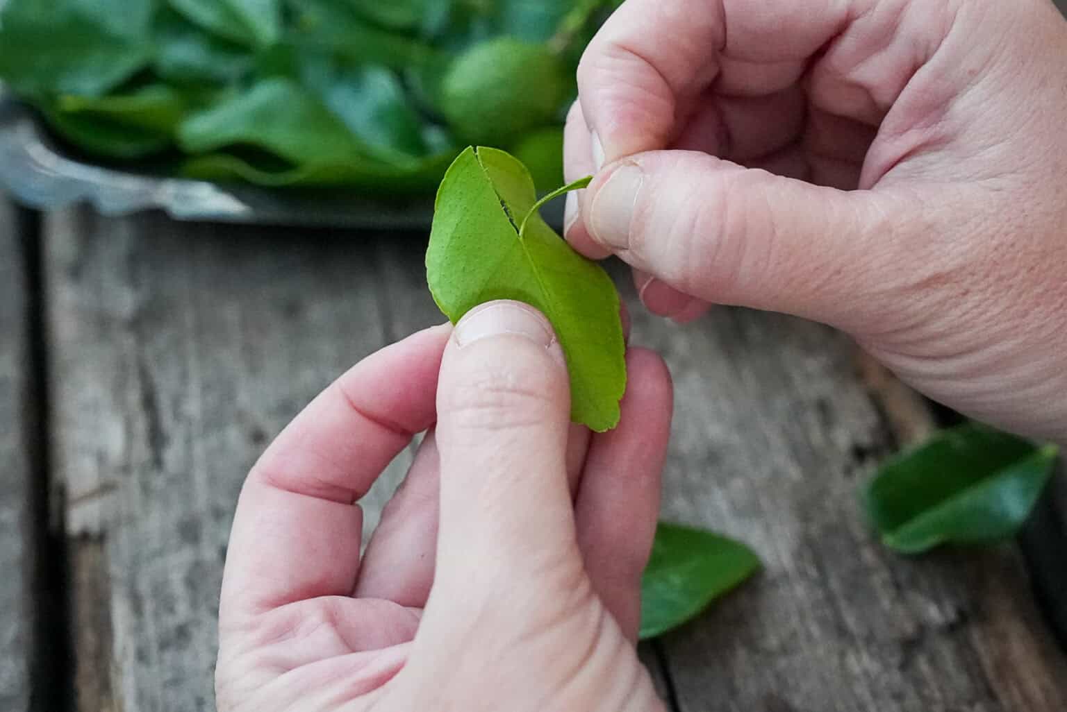 Makrut Lime Leaves (Kaffir Lime Leaves) - Rachel Cooks Thai