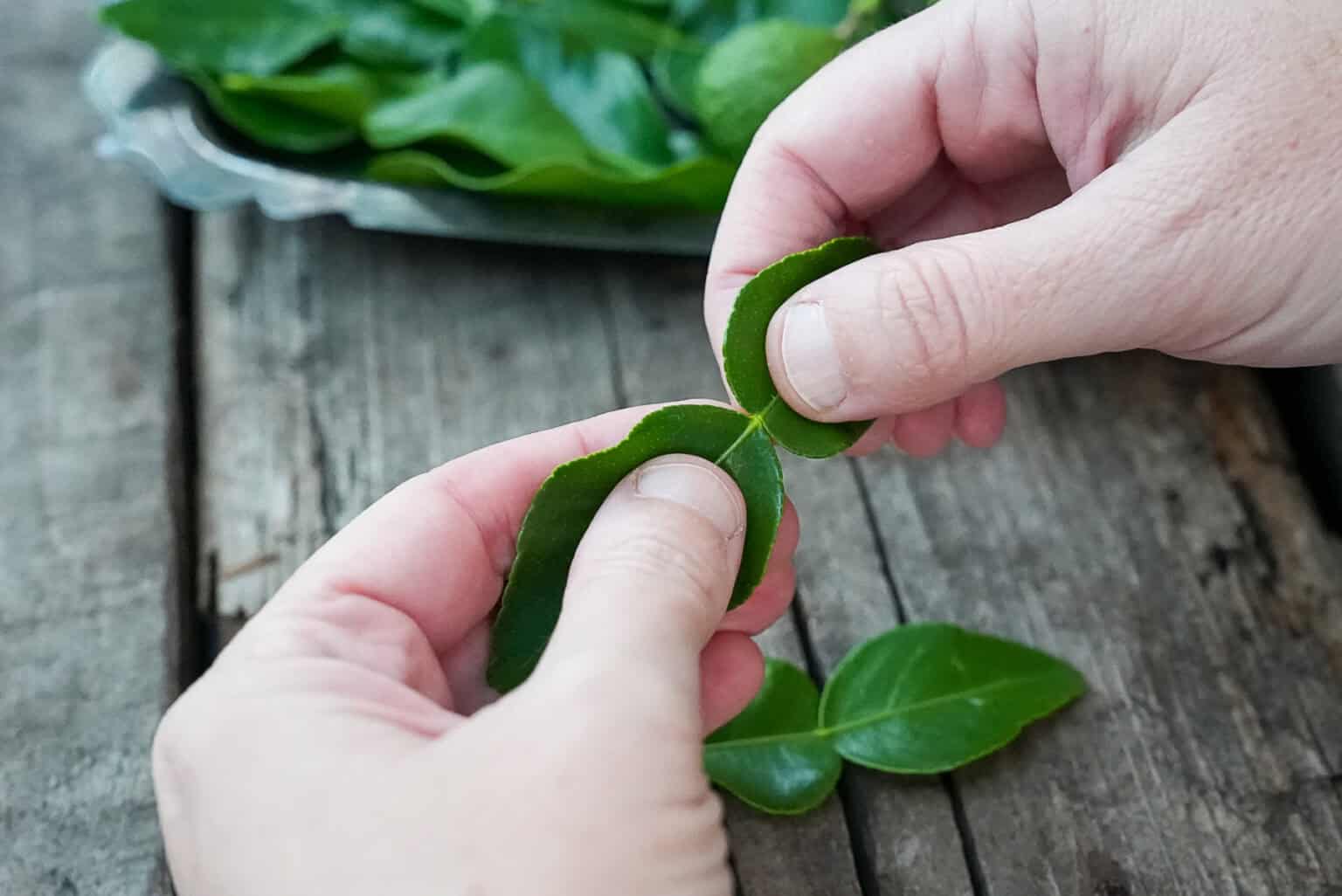 Makrut Lime Leaves (Kaffir Lime Leaves) - Rachel Cooks Thai